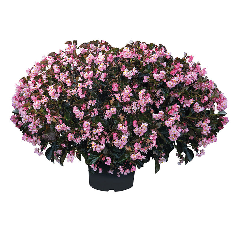 Begonia Stone Hedge Light Pink Bronze Leaf F1 Seed – Harris Seeds