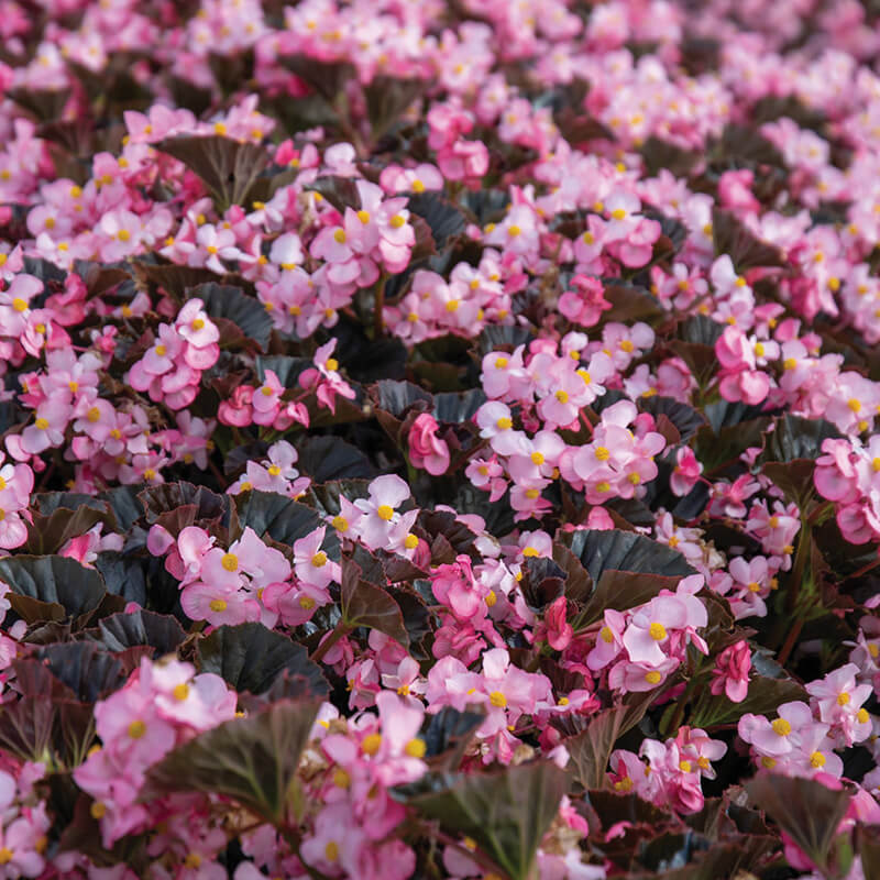 Begonia Stone Hedge Light Pink Bronze Leaf F1 Seed – Harris Seeds