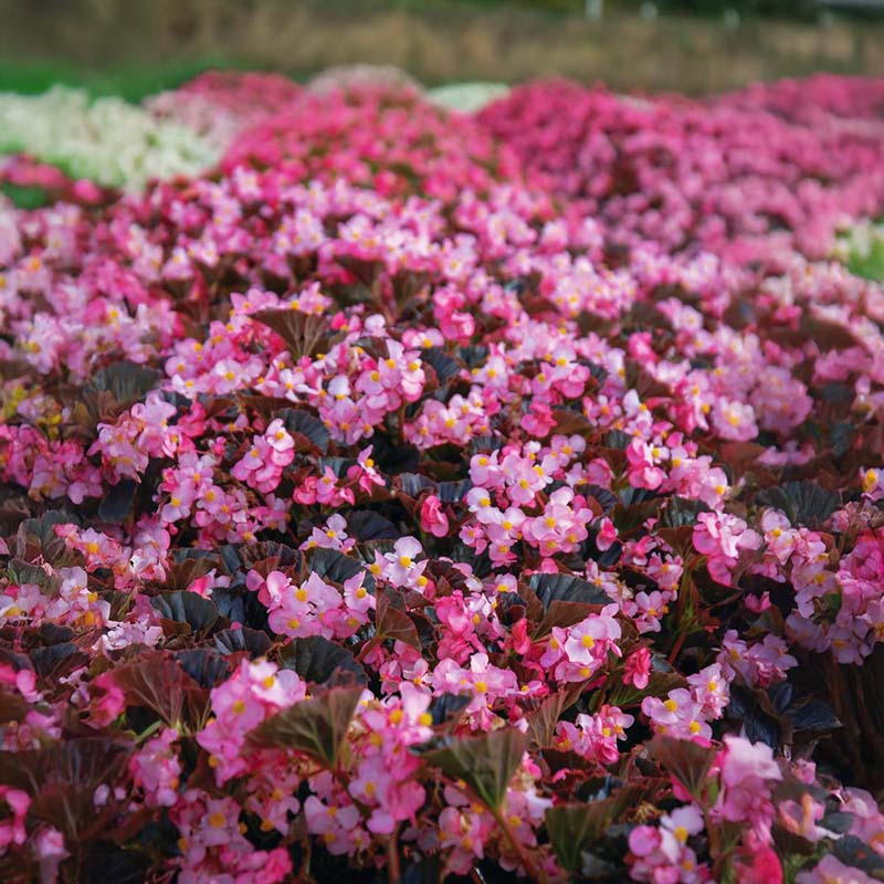 Begonia Stonehedge Light Pink Bronze Leaf F1 Seed – Harris Seeds