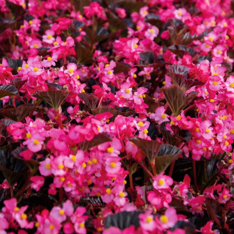 Begonia Stonehedge Rose Bronze Leaf F1 Seed – Harris Seeds