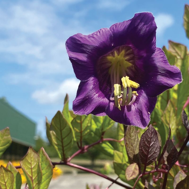 Cobaea Cathedral Bells Violet Seed – Harris Seeds