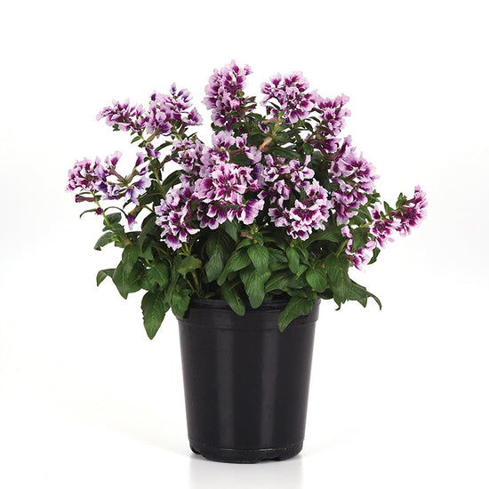 Cuphea Sweet Talk™ Lavender Splash F1 Seed – Harris Seeds
