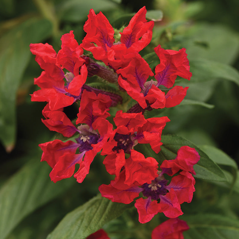 Cuphea Sweet Talk™ Red F1 Seed – Harris Seeds