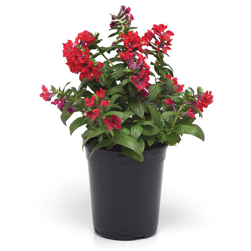 Cuphea Sweet Talk™ Red F1 Seed – Harris Seeds