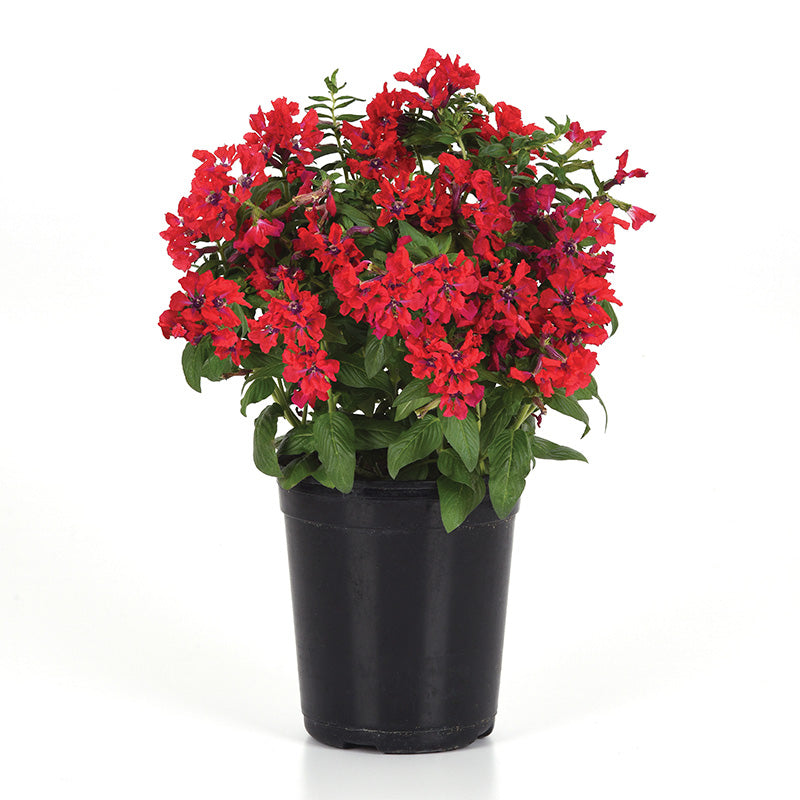 Cuphea Sweet Talk™ Red F1 Seed – Harris Seeds