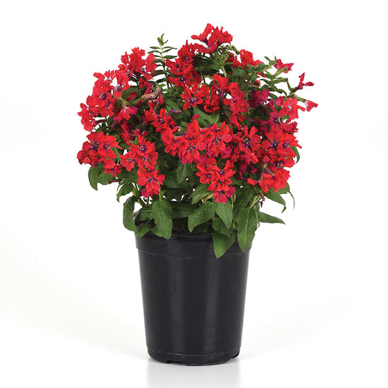 Cuphea Sweet Talk™ Red F1 Seed – Harris Seeds