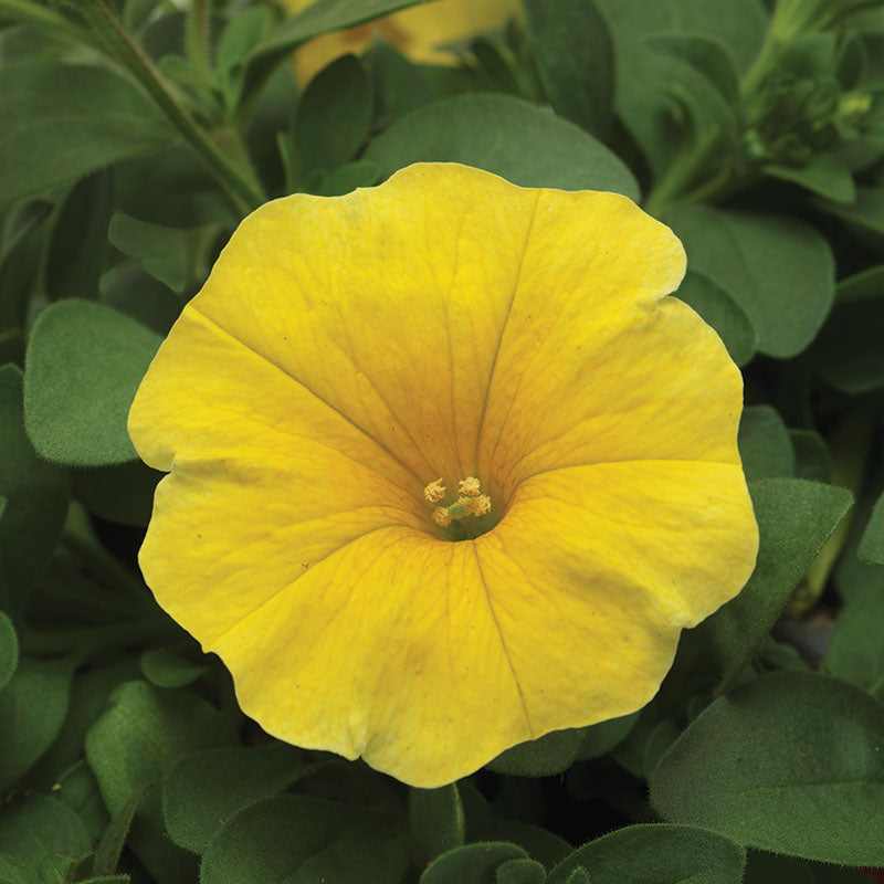 Petchoa Caliburst Yellow Seed – Harris Seeds