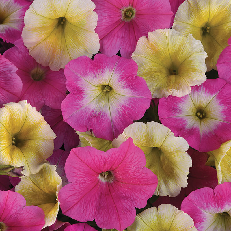 Petunia E3 Easy Wave Sweet Taffy Mix F1 Seed – Harris Seeds