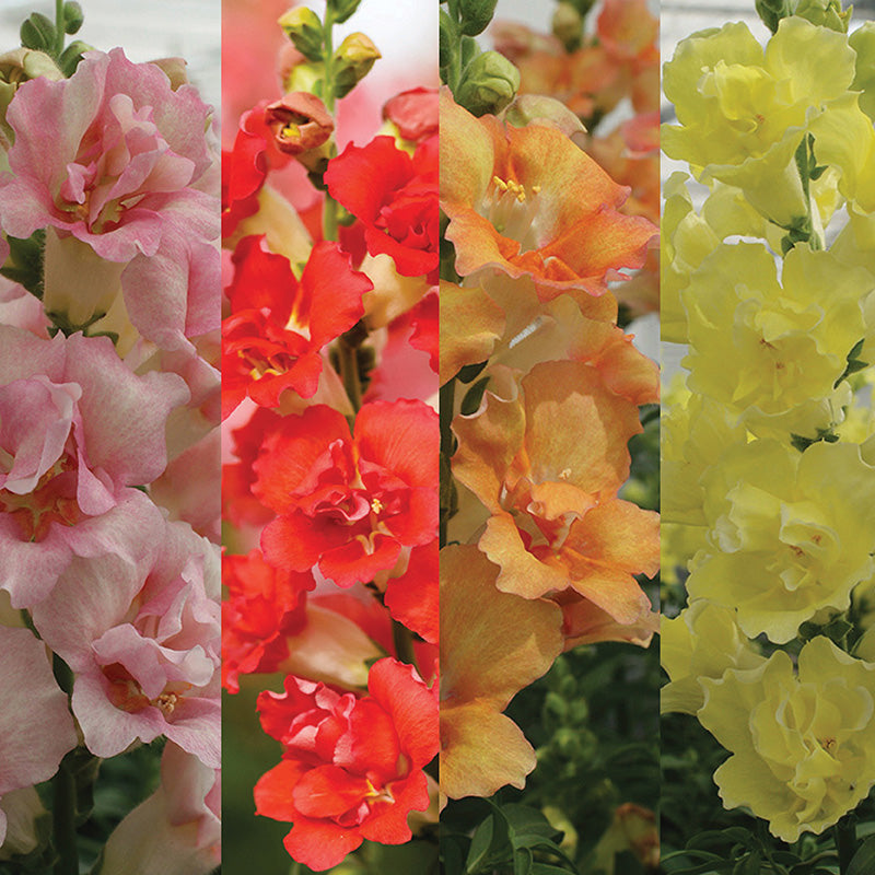 Snapdragon Doubleshot Mix F1 Seed – Harris Seeds