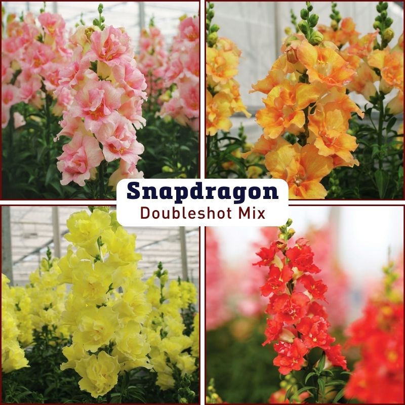 Snapdragon Doubleshot Mix F1 Seed – Harris Seeds