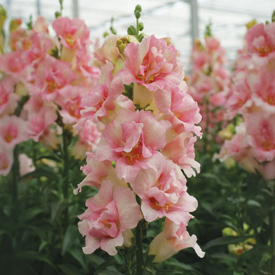 Snapdragon Doubleshot Mix F1 Seed – Harris Seeds