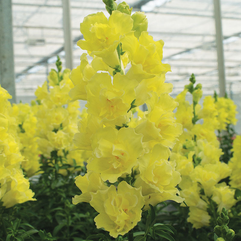 Snapdragon Doubleshot Mix F1 Seed – Harris Seeds