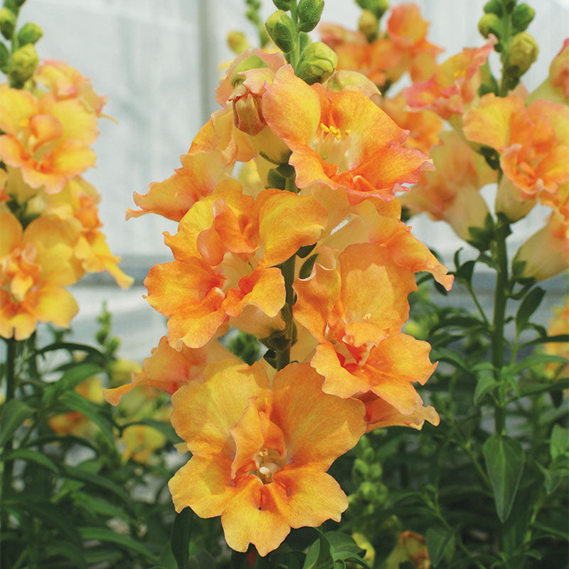 Snapdragon Doubleshot Peach F1 Seed – Harris Seeds