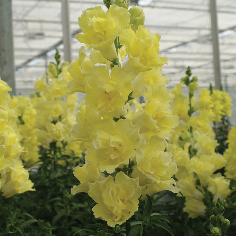 Snapdragon Doubleshot Yellow F1 Seed – Harris Seeds