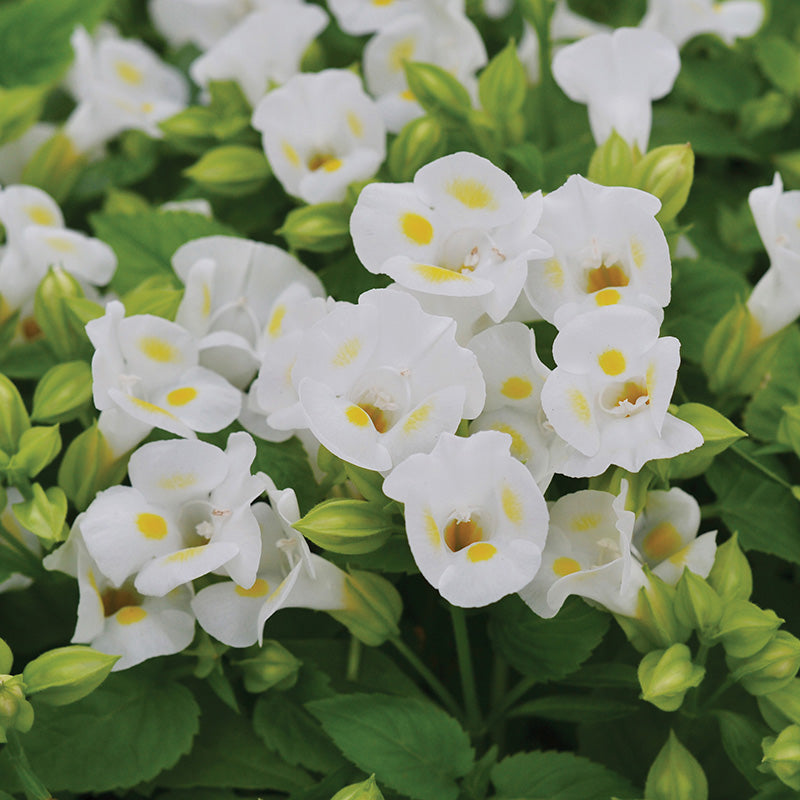 Torenia Vertigo White F1 Seed – Harris Seeds