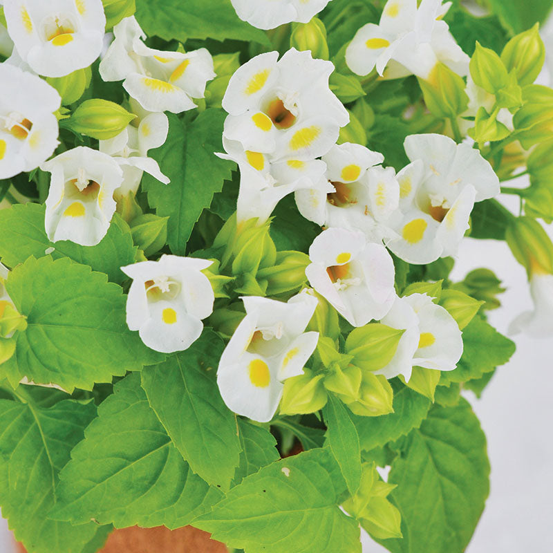 Torenia Vertigo White F1 Seed – Harris Seeds