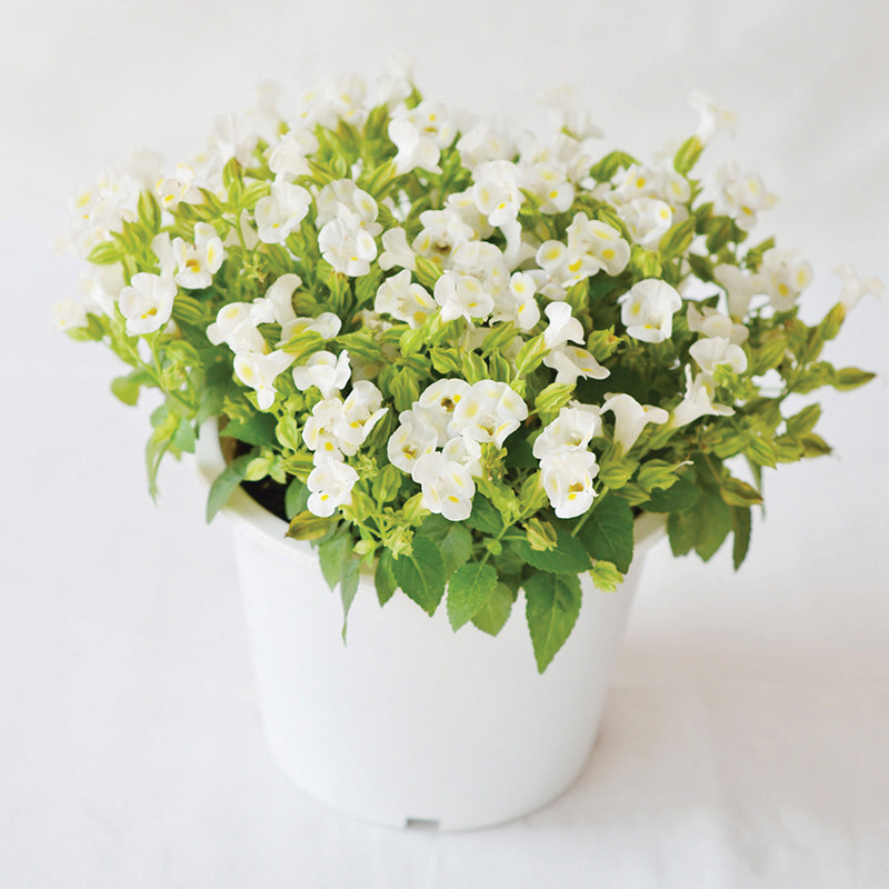 Torenia Vertigo White F1 Seed – Harris Seeds