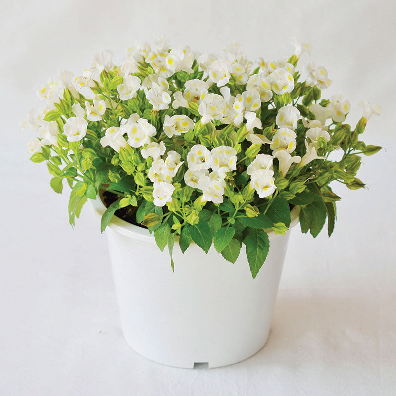 Torenia Vertigo White F1 Seed – Harris Seeds