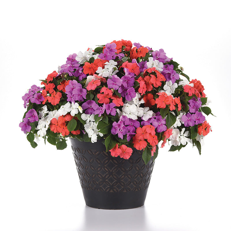Impatiens Beacon Pearl Island Mix Seed – Harris Seeds