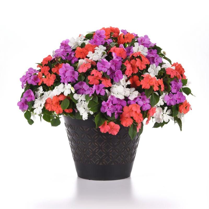 Impatiens Beacon Pearl Island Mix Seed – Harris Seeds