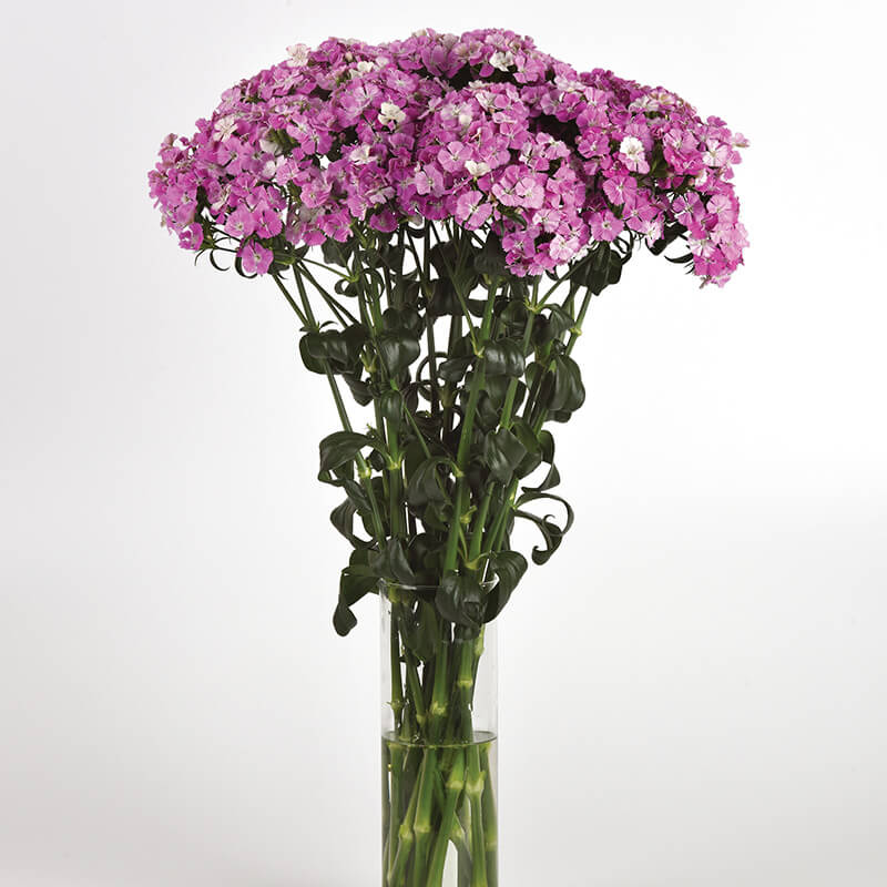 Dianthus Amazon Lavender Magic Seed – Harris Seeds