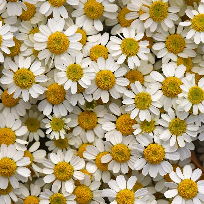 Matricaria Vegmo Single Seed – Harris Seeds