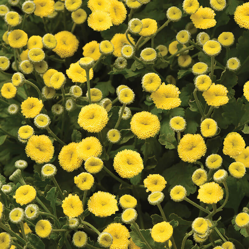 Matricaria Vegmo Yellow Seed – Harris Seeds