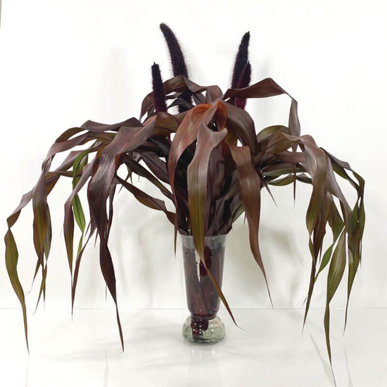 Ornamental Millet Copper Prince Seed – Harris Seeds