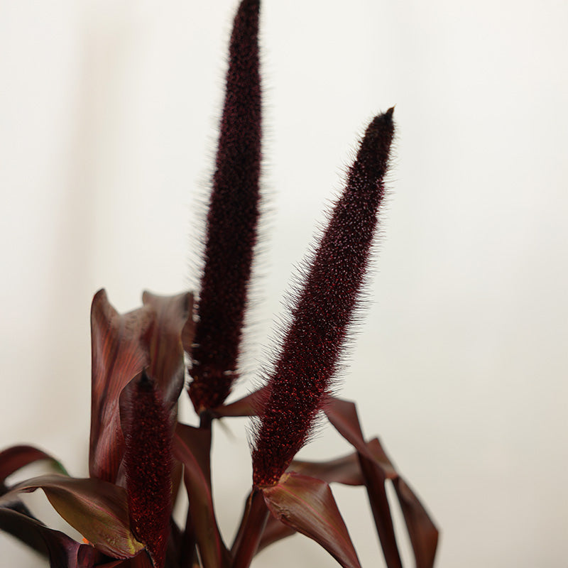 Ornamental Millet Copper Prince Seed – Harris Seeds