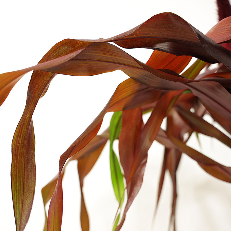 Ornamental Millet Copper Prince Seed – Harris Seeds