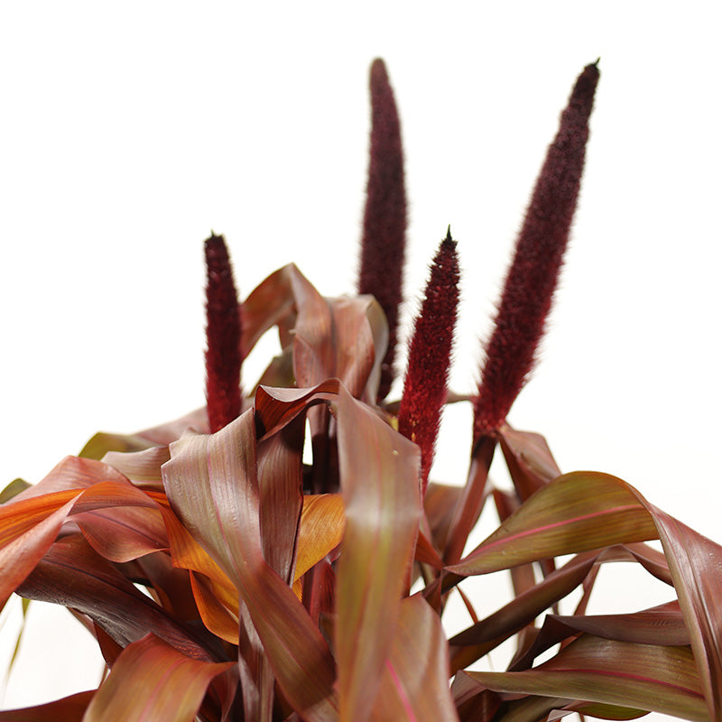 Ornamental Millet Copper Prince Seed – Harris Seeds