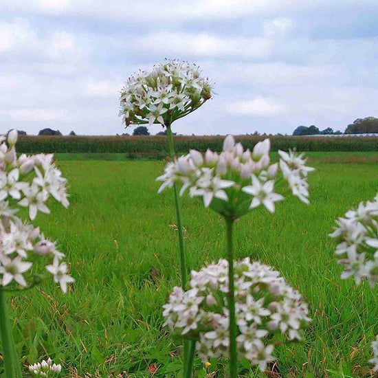 Allium Autumn Bee Attraction F1 Seed – Harris Seeds