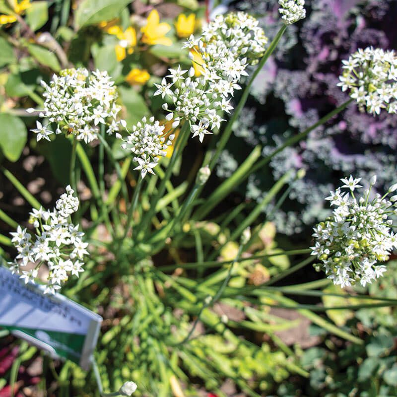 Allium Autumn Bee Attraction F1 Seed – Harris Seeds