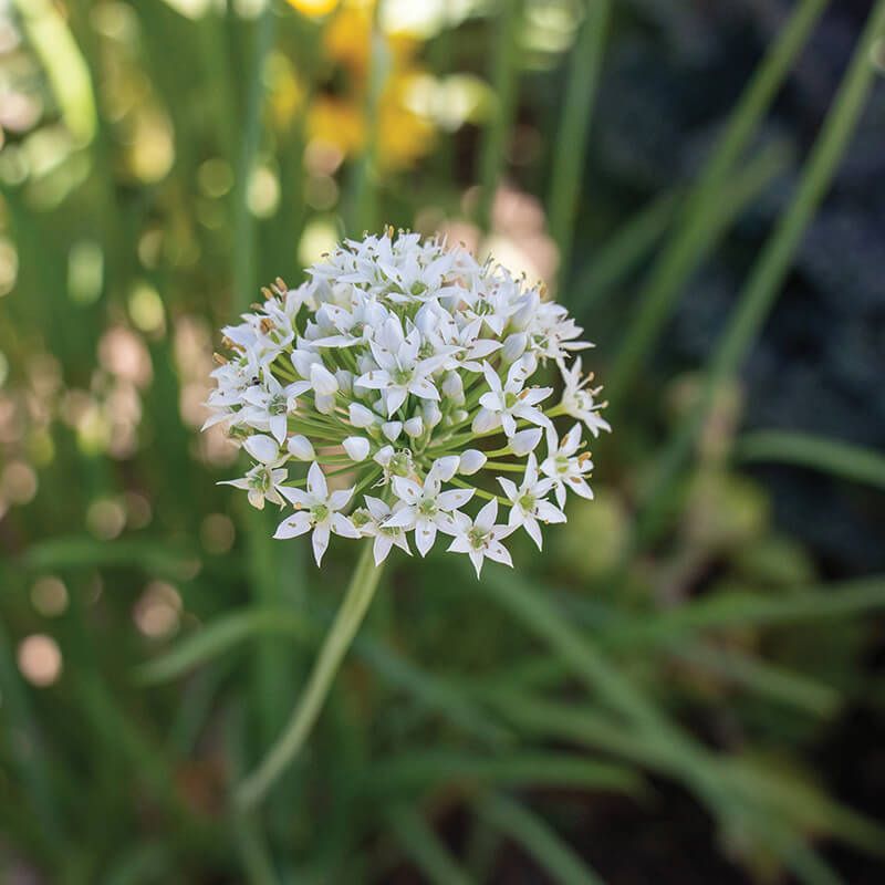 Allium Autumn Bee Attraction F1 Seed – Harris Seeds