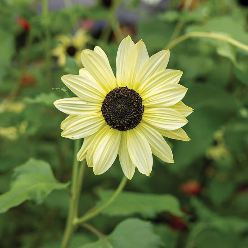 Sunflower Soluna Cream Seed – Harris Seeds