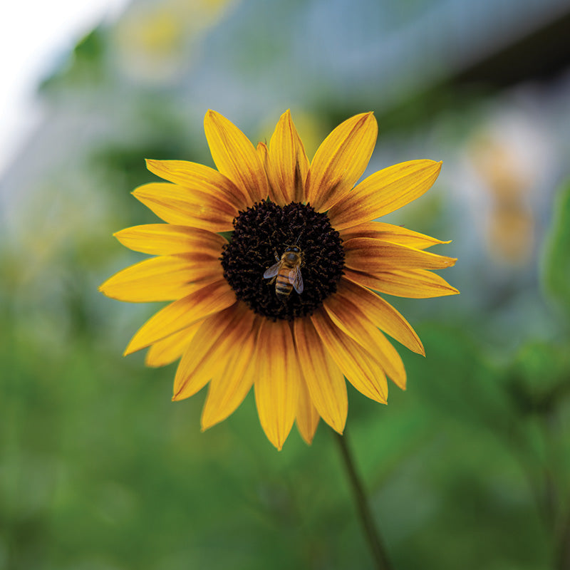 Sunflower Soluna Mix Seed – Harris Seeds