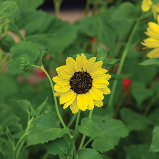 Sunflower Soluna Mix Seed – Harris Seeds