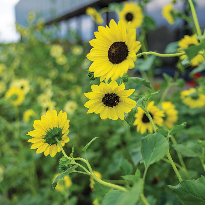 Sunflower Soluna Mix Seed – Harris Seeds