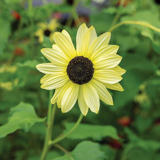 Sunflower Soluna Mix Seed – Harris Seeds