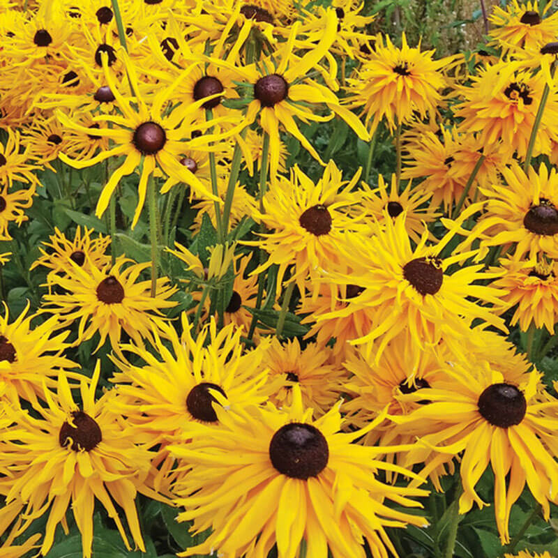 Rudbeckia Anemones Seed – Harris Seeds