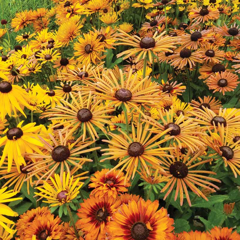 Rudbeckia Chim Chiminee Seed – Harris Seeds