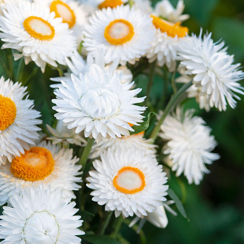Strawflower King Silvery White Seed – Harris Seeds