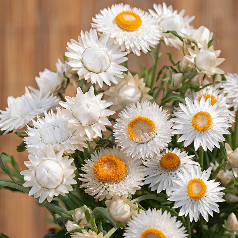Strawflower King Silvery White Seed – Harris Seeds