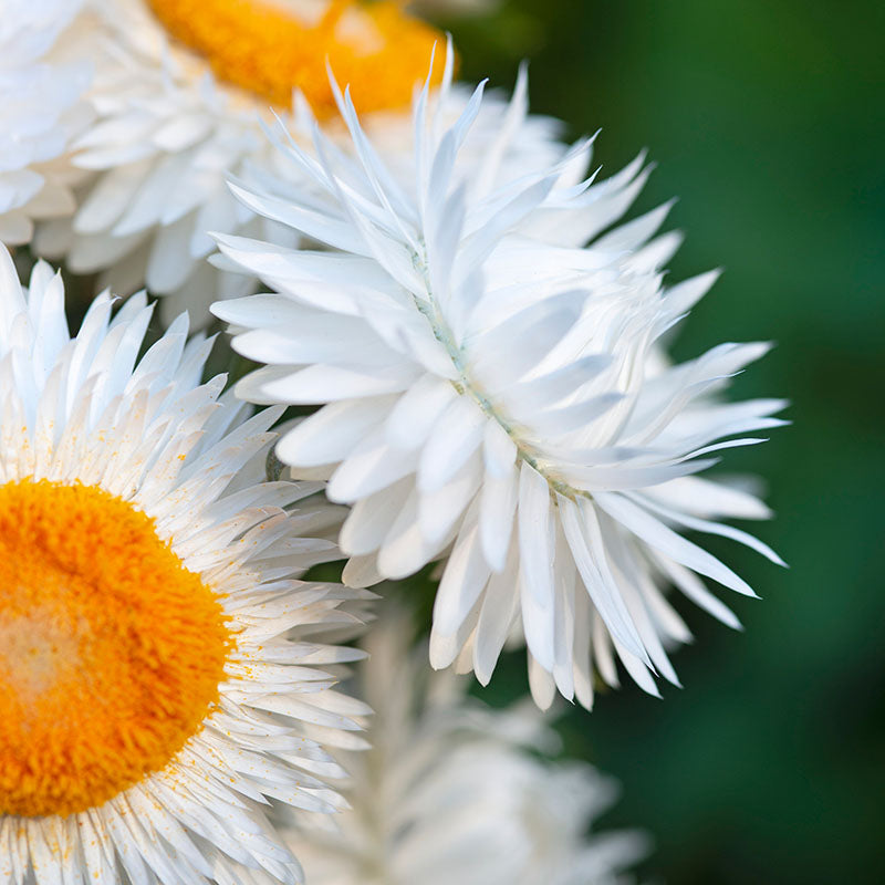 Strawflower King Silvery White Seed – Harris Seeds