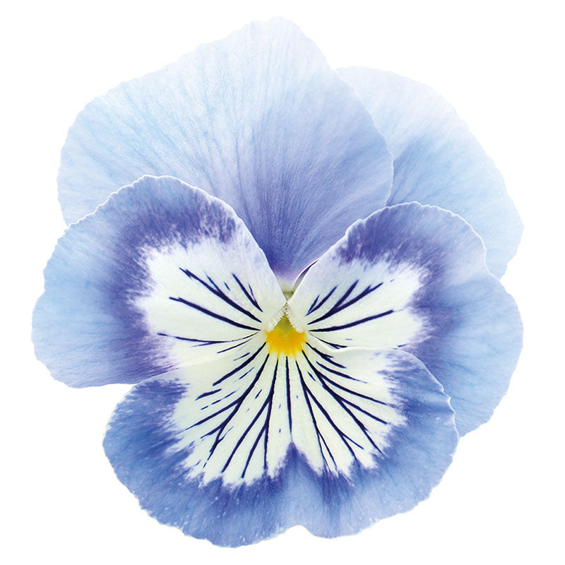 Viola Cats Plus Marina F1 Seed – Harris Seeds