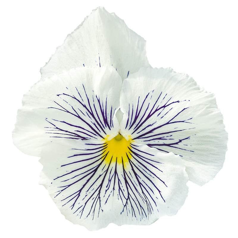 Viola Cats Plus White F1 Seed – Harris Seeds