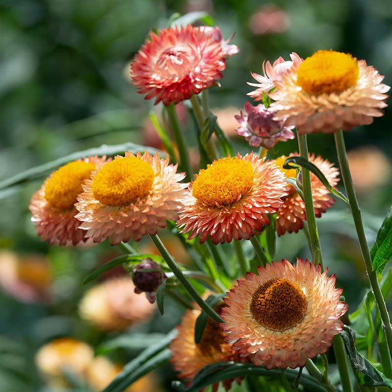 Strawflower King Size Salmon Seed – Harris Seeds