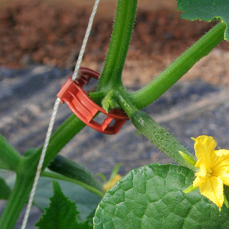 Plant Hanger Vine Clips 23mm – Harris Seeds