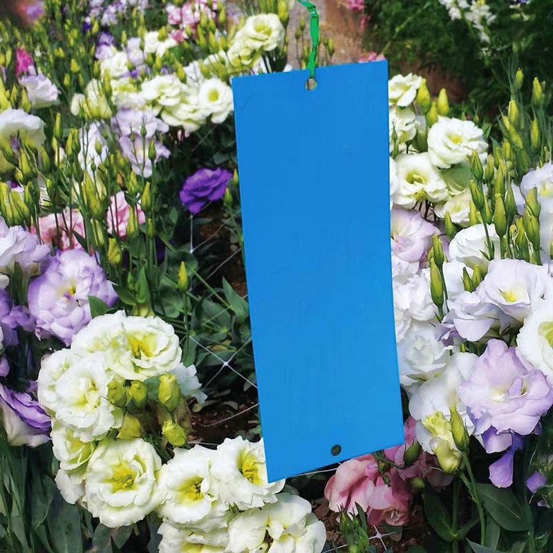 Blue Sticky Traps 4" x 7" – Harris Seeds
