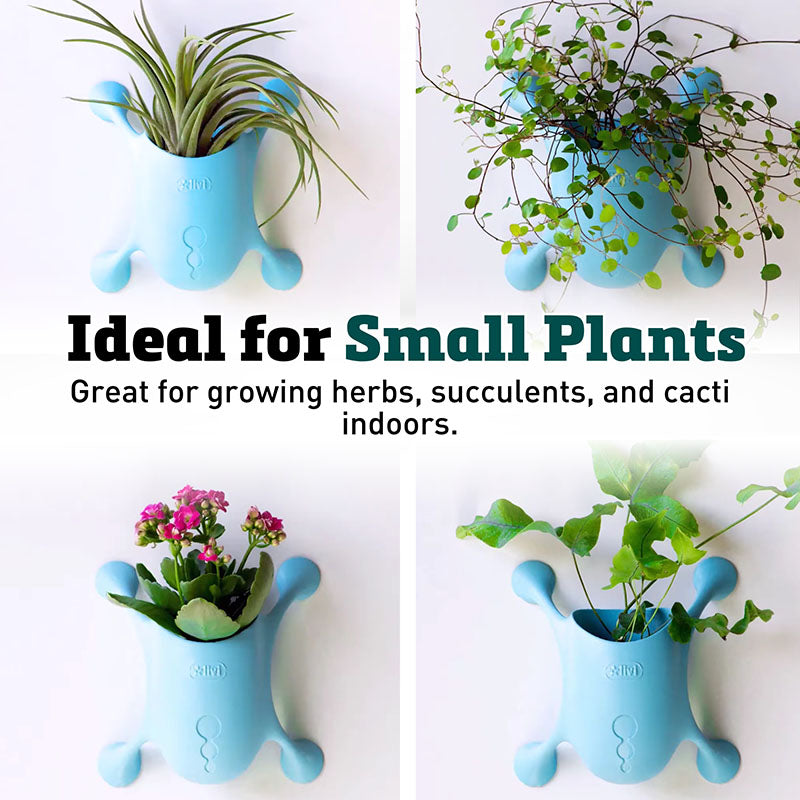 Livi Pot Aqua – Harris Seeds